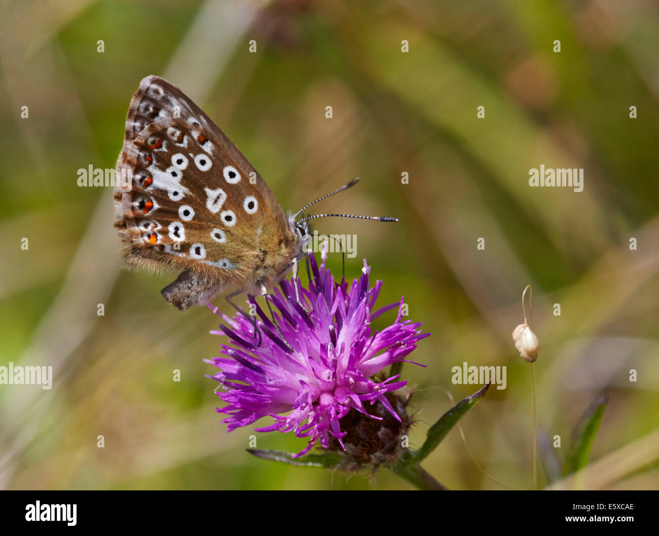 Adonis Blue butterfly (female) feeding on knapweed flower. Denbies ...