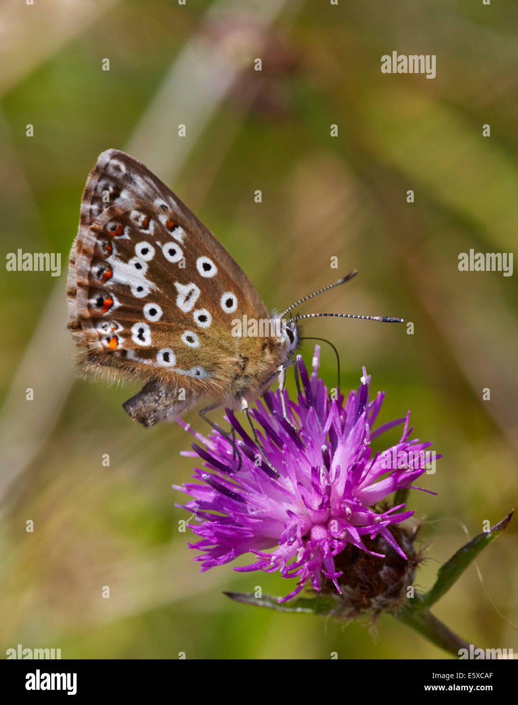Adonis Blue butterfly (female) feeding on knapweed flower. Denbies ...