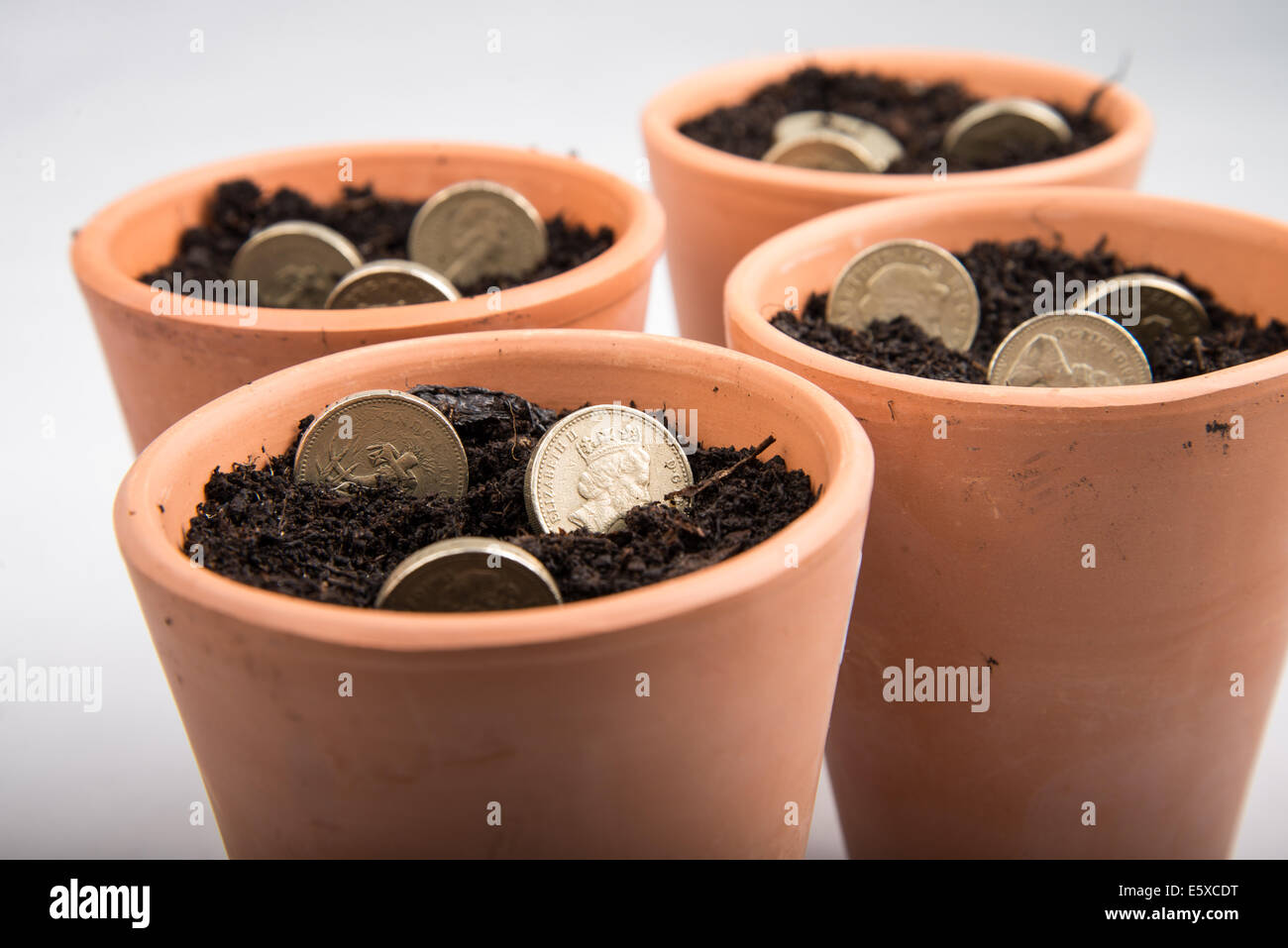Growing British pound sterling in pot Stock Photo - Alamy