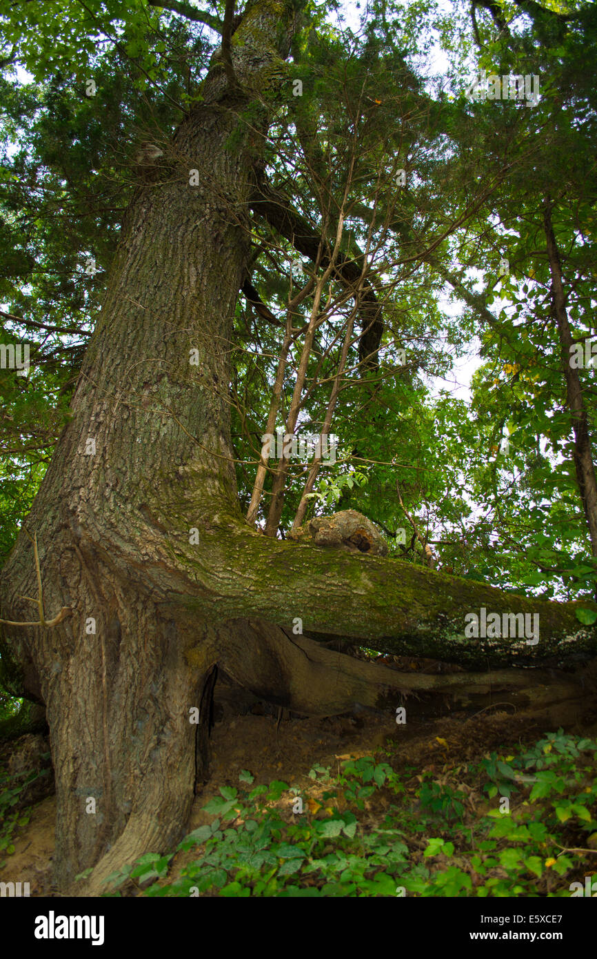 A tree with unusual roots Stock Photo - Alamy