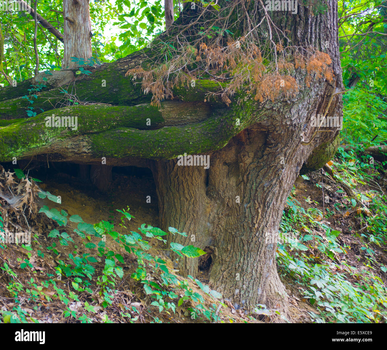 An unusual Tree Root Stock Photo - Alamy
