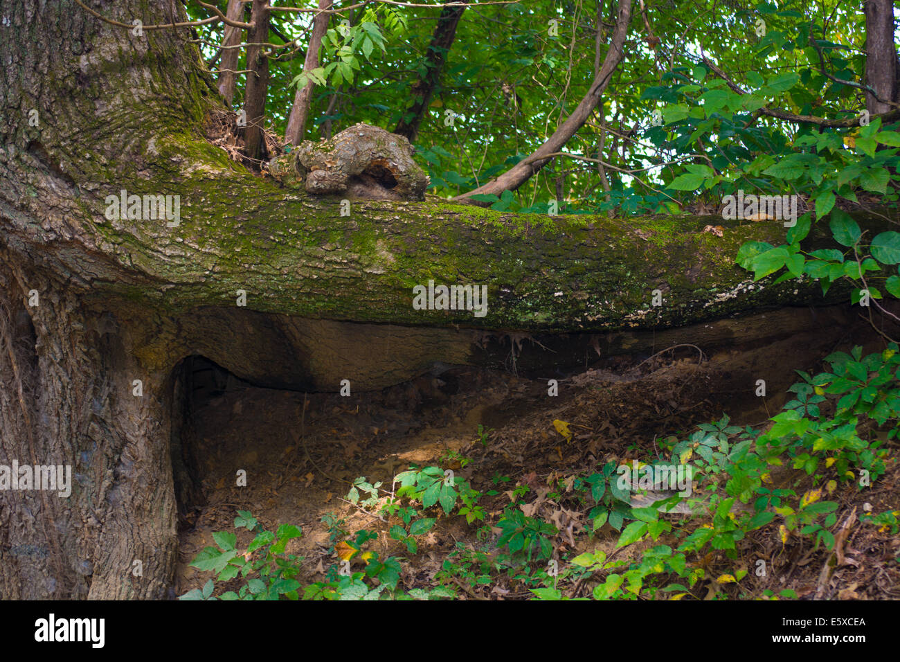 An unusual tree root Stock Photo - Alamy