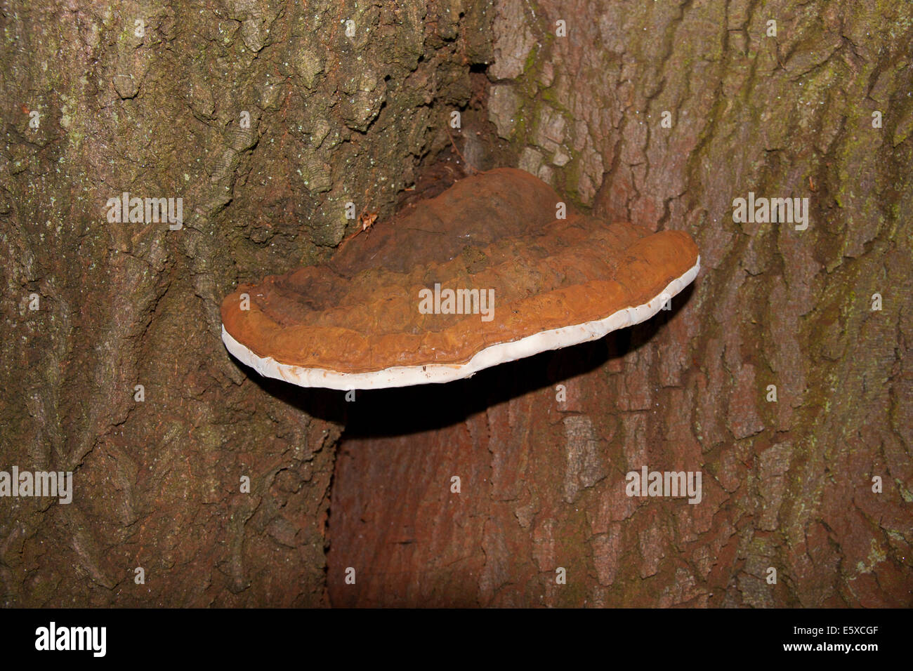 Ganoderma adspersum fungus on beech tree Stock Photo - Alamy