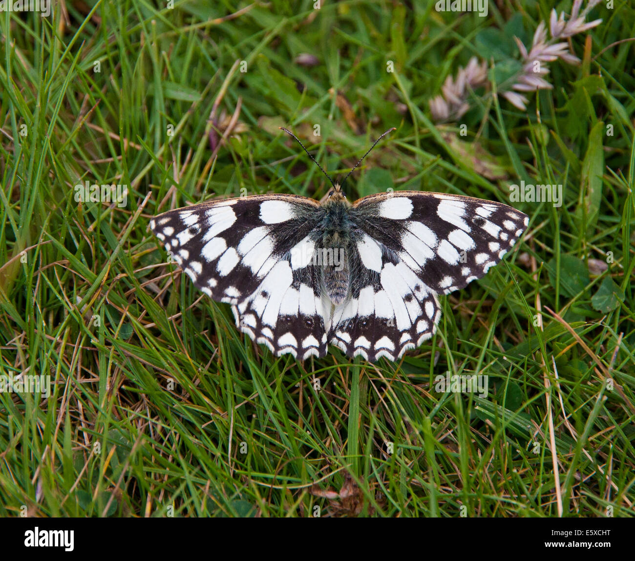 Marbled White Butterfly Stock Photo - Alamy