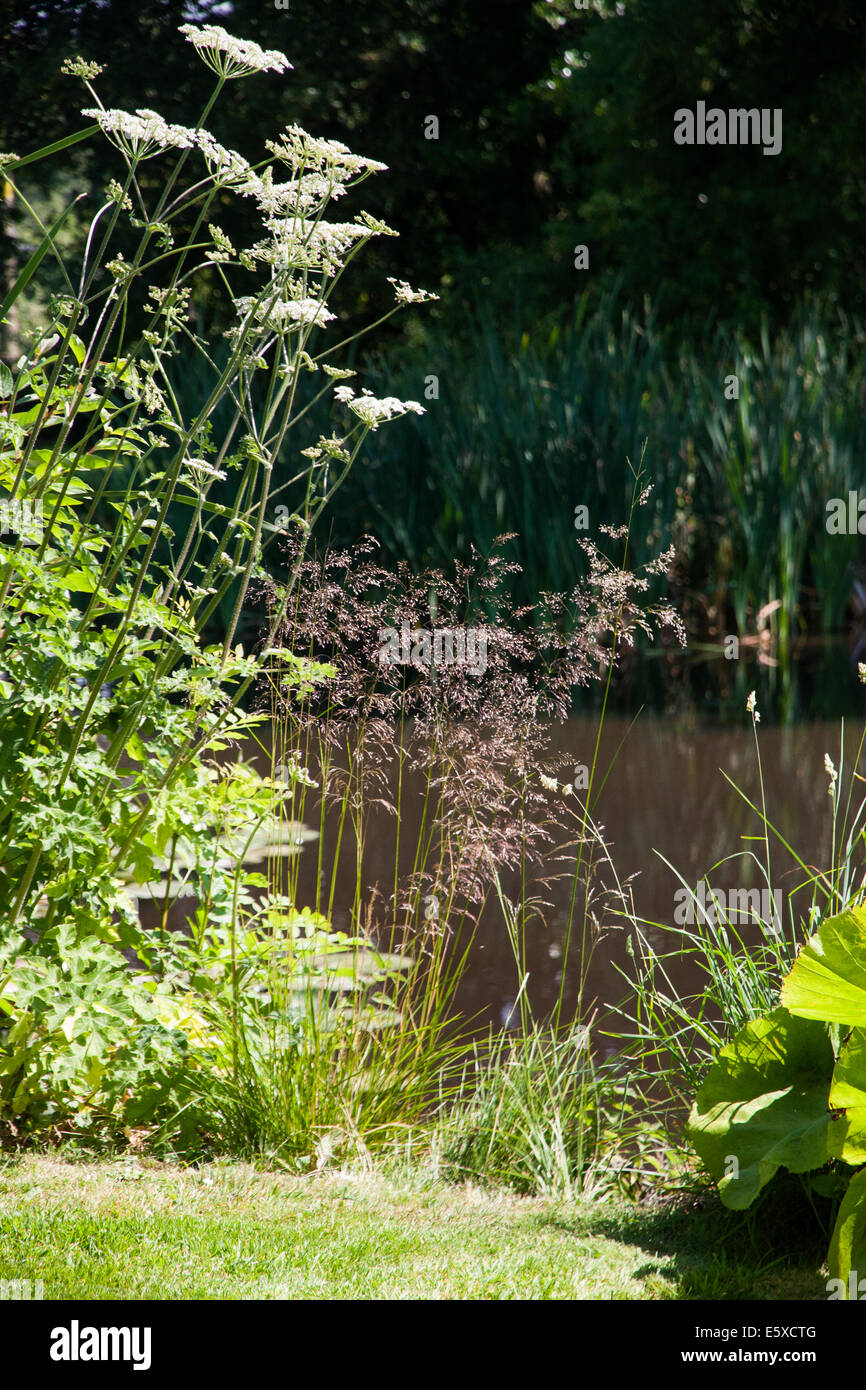Hog weed with grasses beside a pond Stock Photo - Alamy