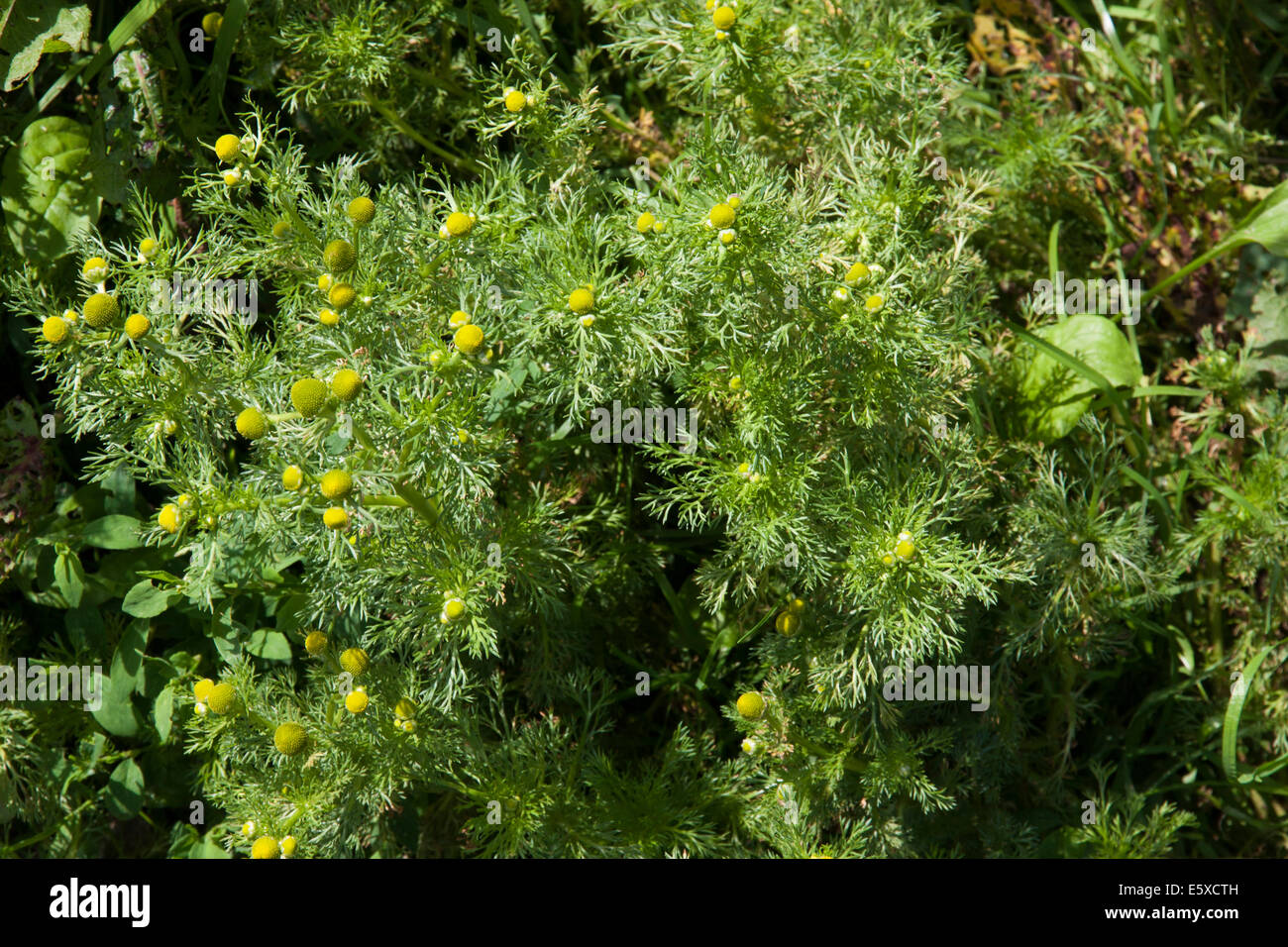 Pineapple Mayweed plant Stock Photo - Alamy