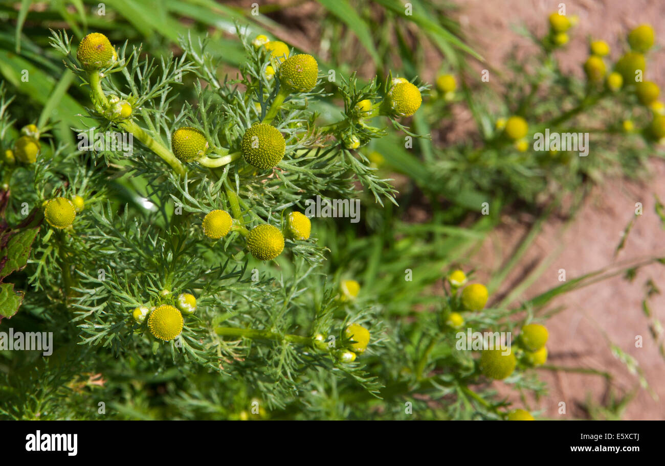 Pineapple Mayweed plant Stock Photo - Alamy