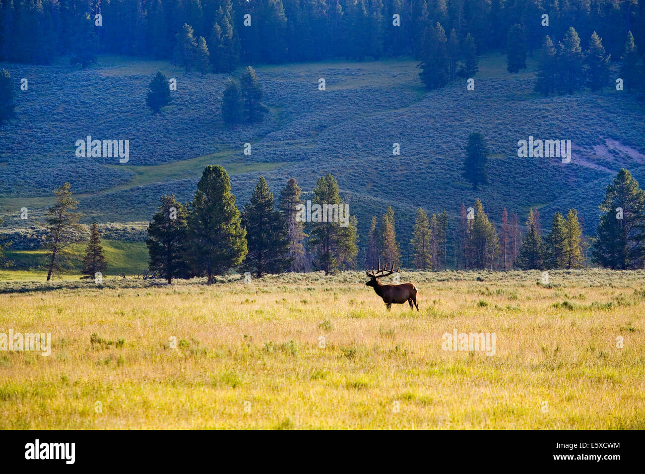 A huge bull elk with a massive set of antlers feeds in a meadow in ...