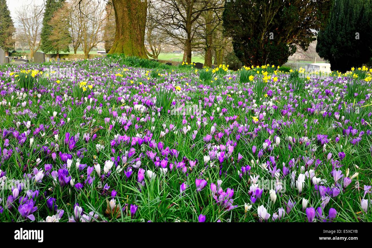 Spring Flowers in the meadow Stock Photo - Alamy