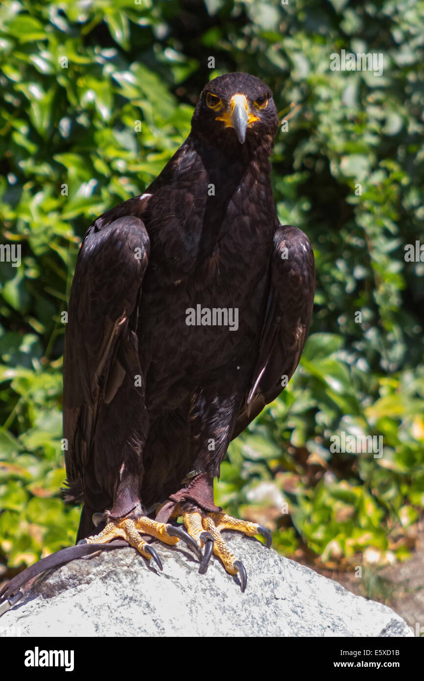 Large size Eagle Inn in soil Stock Photo - Alamy