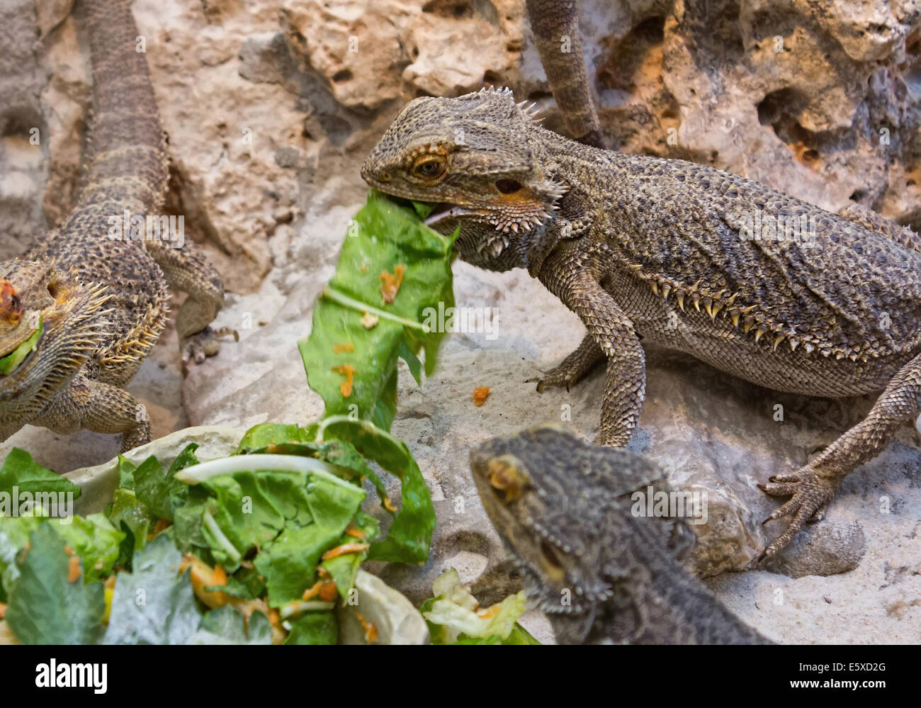 Lizard arid areas Stock Photo - Alamy