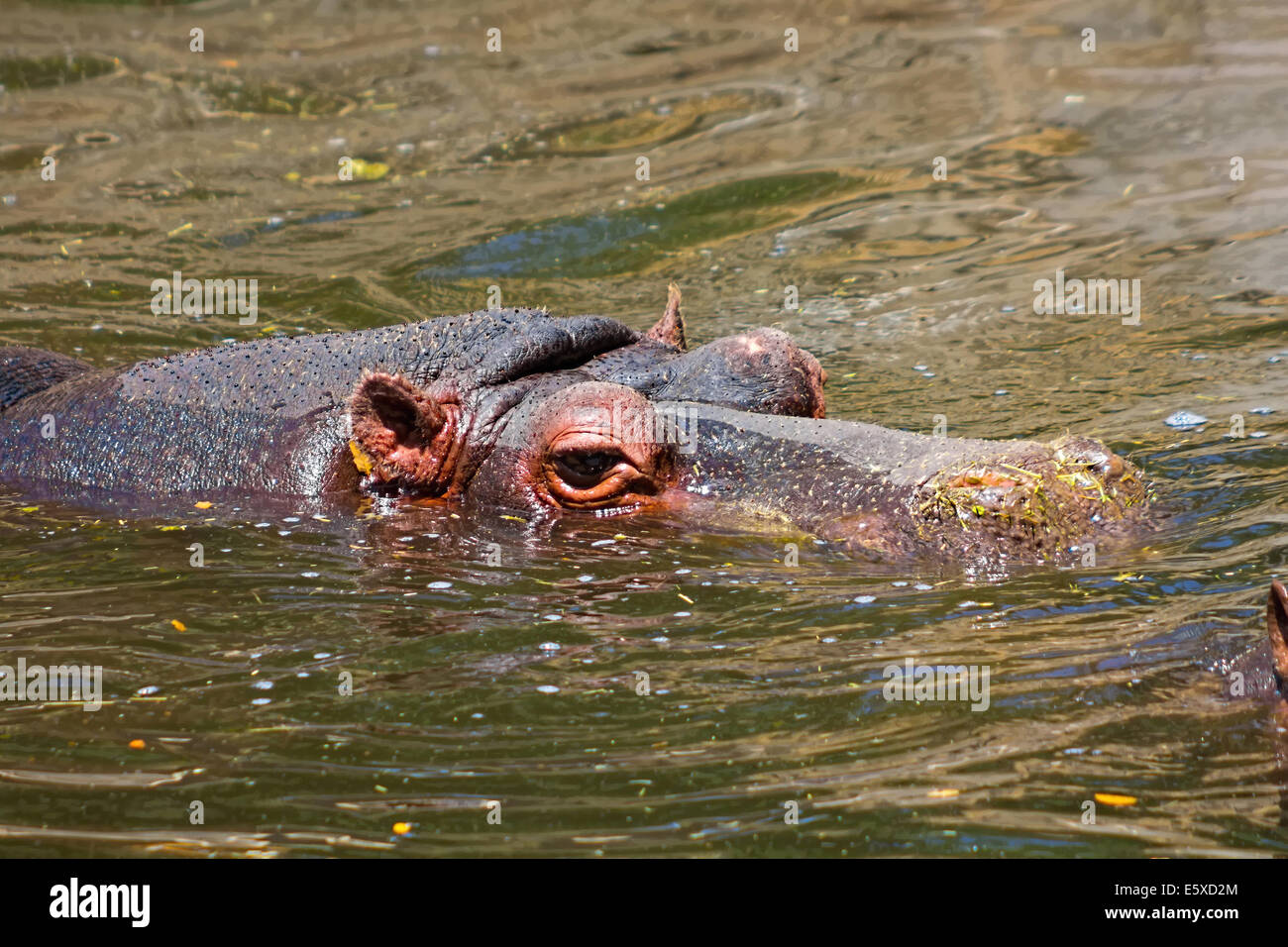 African hippo resting in the water Stock Photo - Alamy