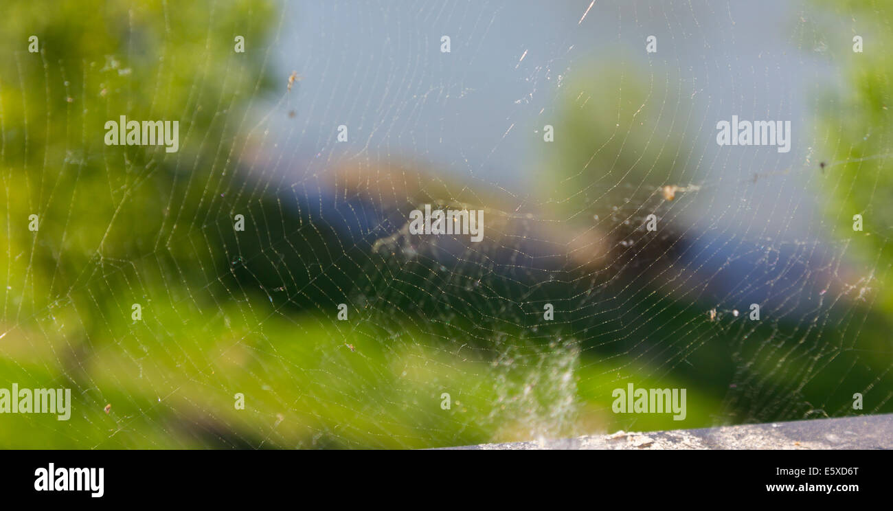 fine web background with vegetation from behind Stock Photo - Alamy