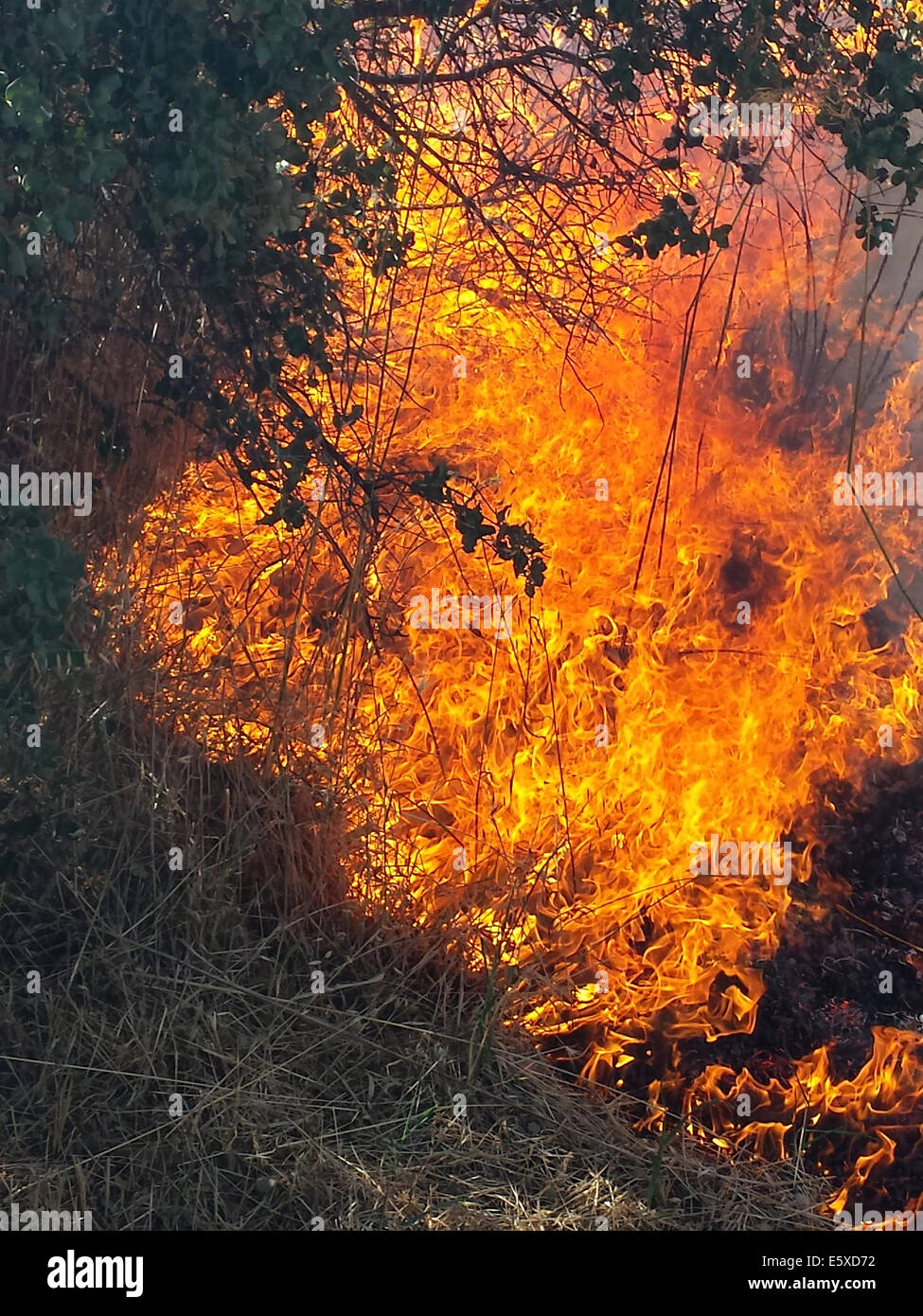 Flames of Fire in a summer field Stock Photo - Alamy