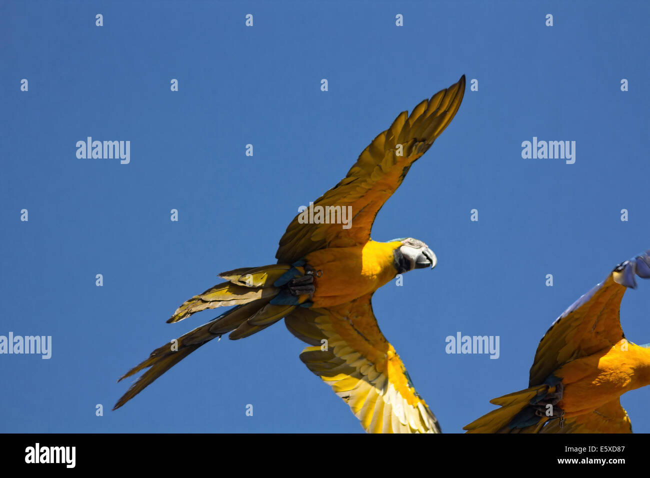 blue parrots with yellow casing in flight Stock Photo - Alamy