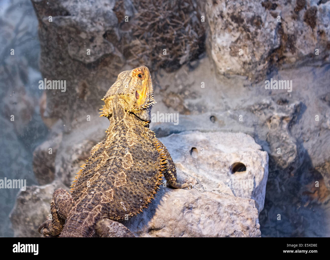 Lizard arid areas Stock Photo - Alamy