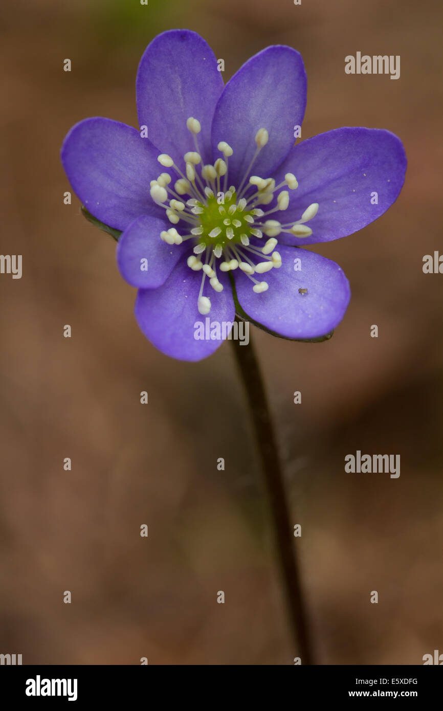Hepatica (Hepatica nobilis Stock Photo - Alamy