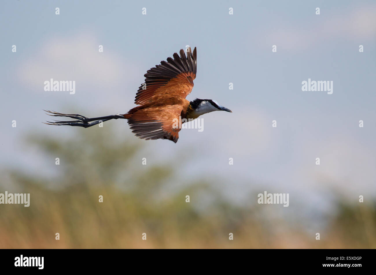 Jesus bird hi-res stock photography and images - Alamy
