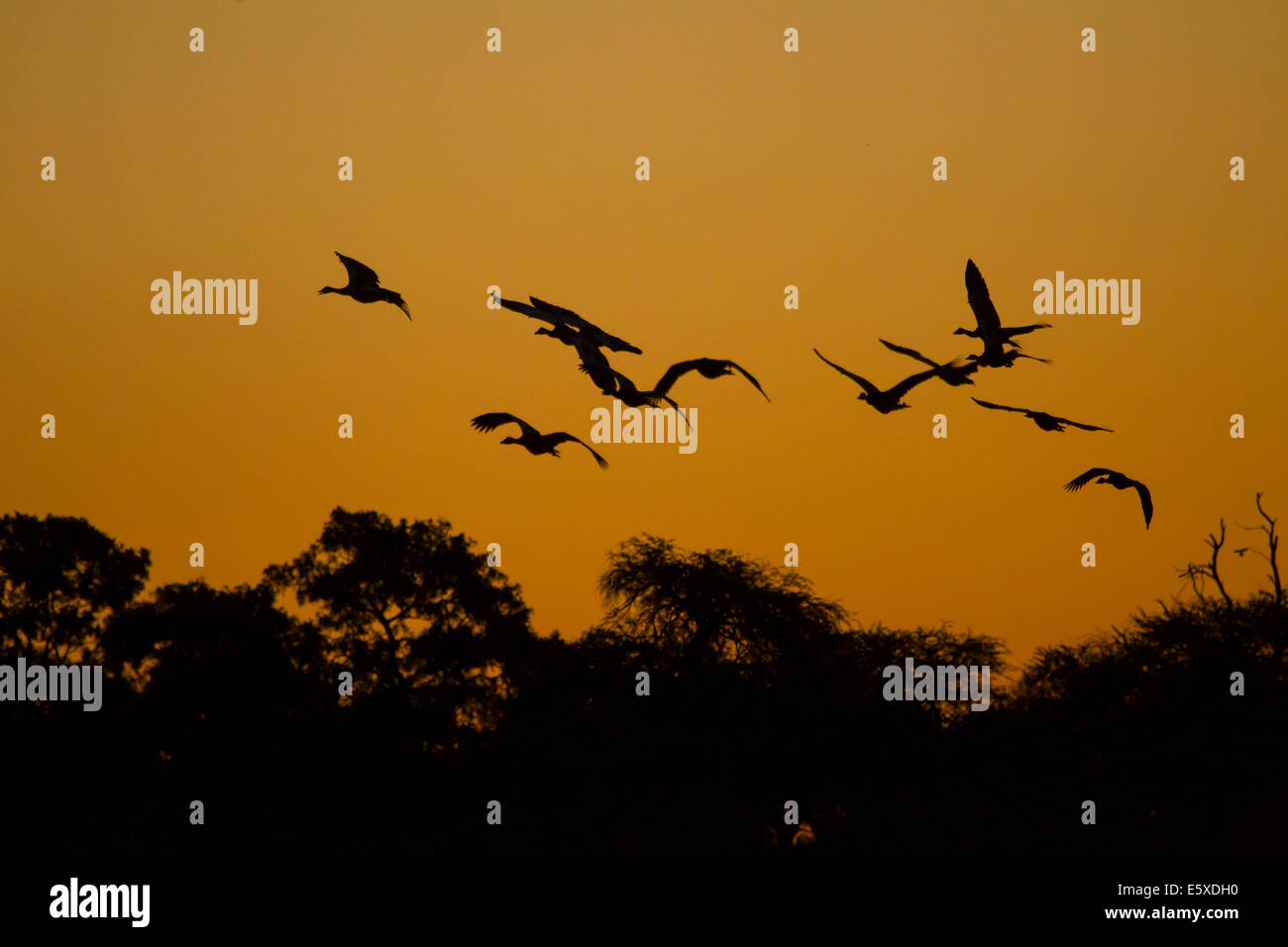Dusk birds hi-res stock photography and images - Alamy