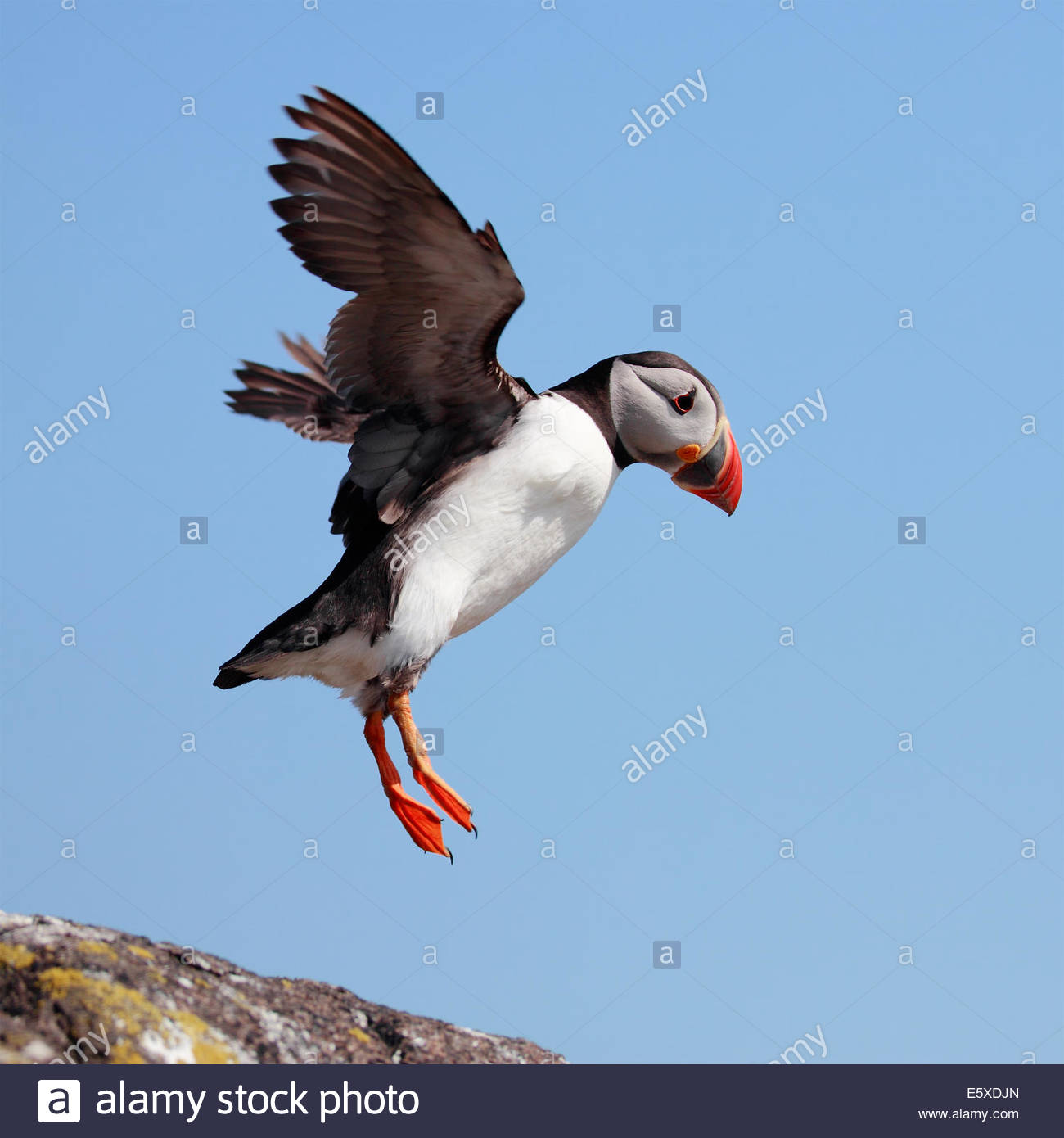 Puffin In Flight High Resolution Stock Photography and Images - Alamy