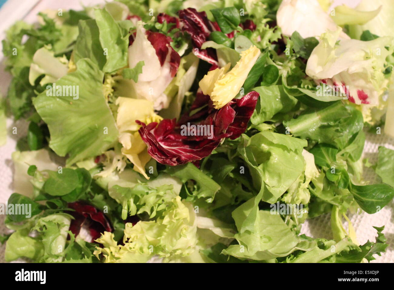 Different kinds of plant leaves hi-res stock photography and images - Alamy