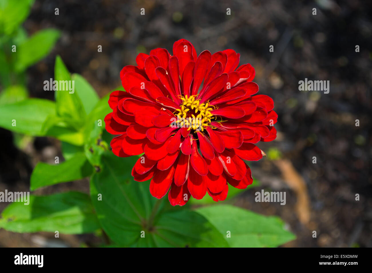 Beautiful red zinnia hi-res stock photography and images - Alamy