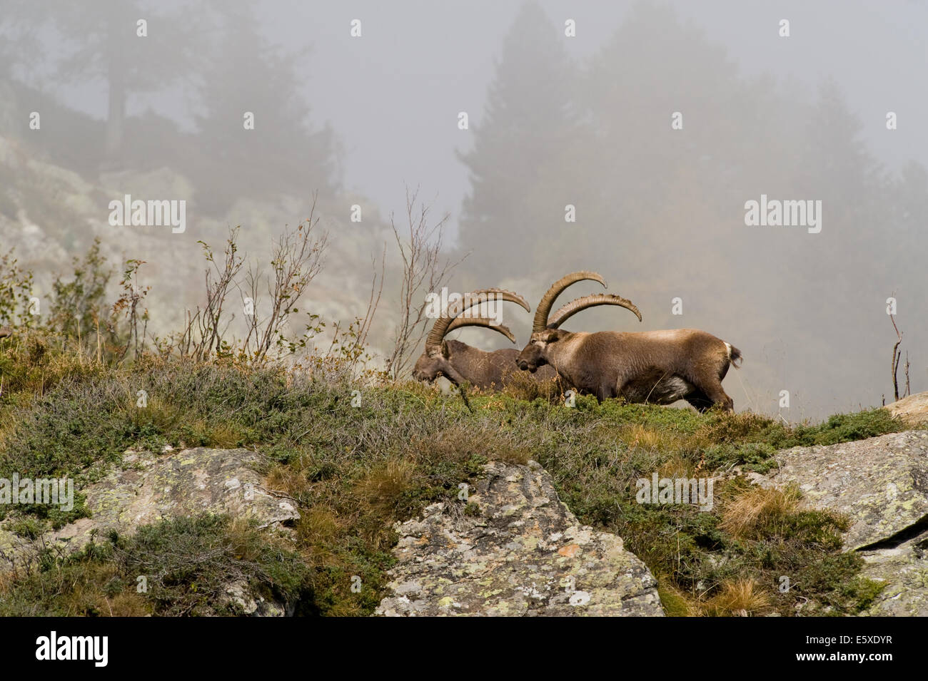 Ibex in mountains, Chamonix, France Stock Photo - Alamy