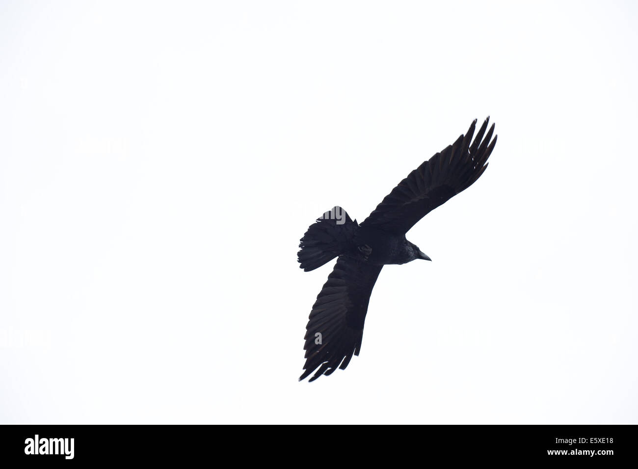 A raven in the Alaska Wildlife Conservation Center, Girdwood, Alaska ...