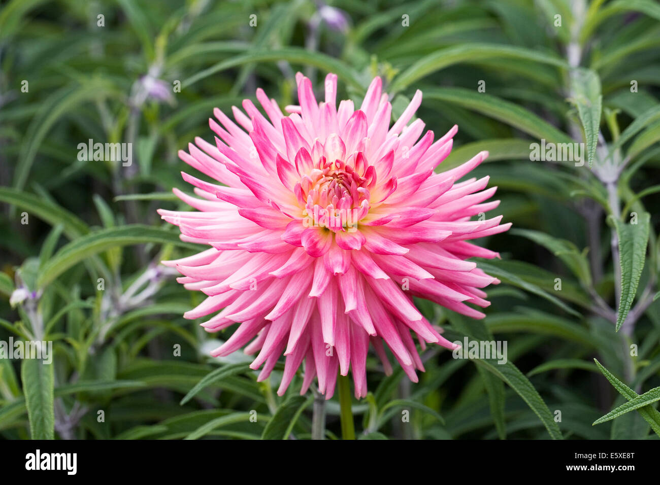 Cactus dahlias hi-res stock photography and images - Alamy