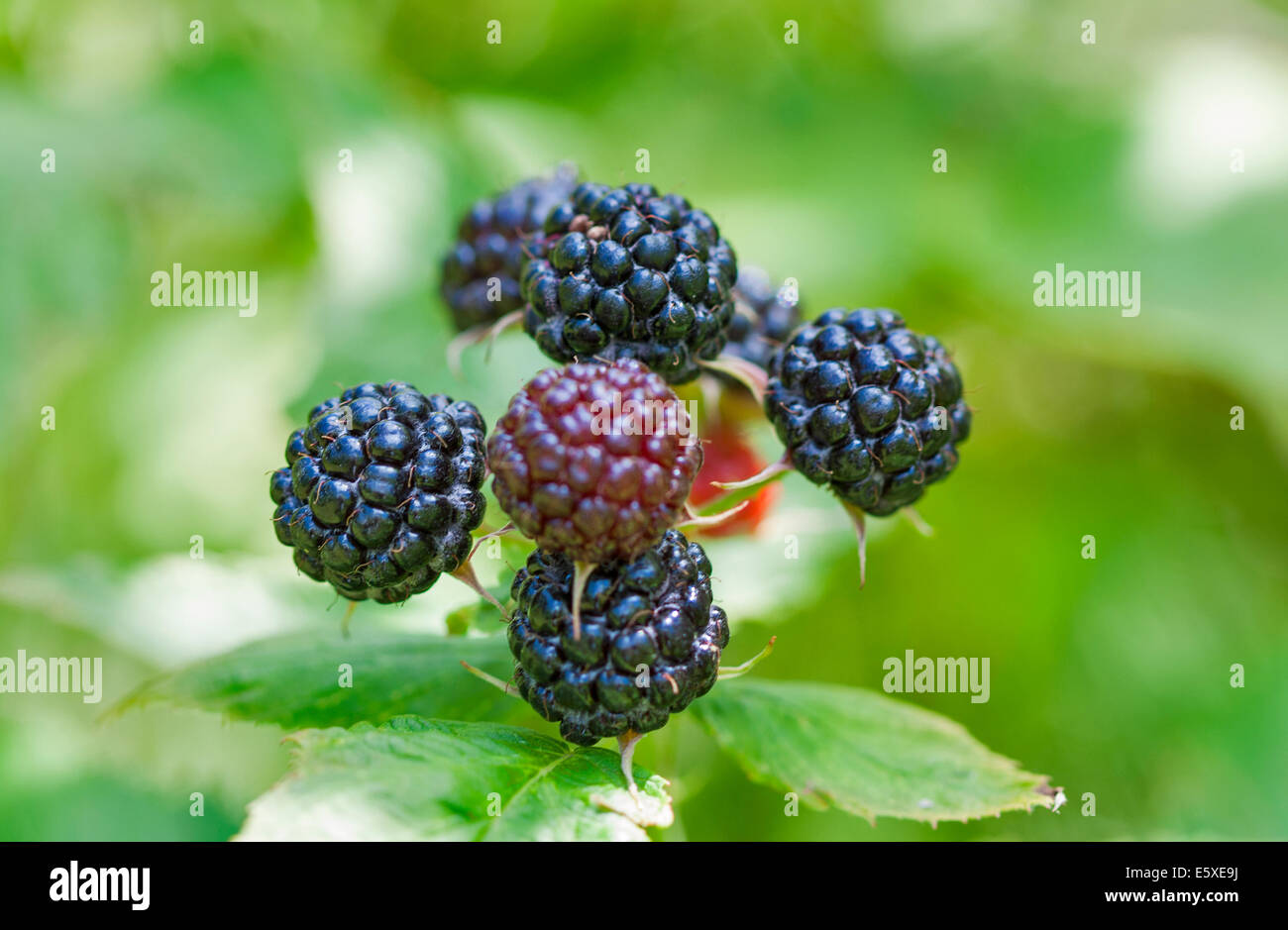 wild raspberries in the woods closeup Stock Photo - Alamy