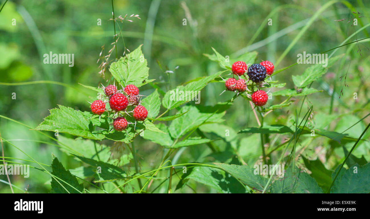 Wild raspberries hi-res stock photography and images - Alamy