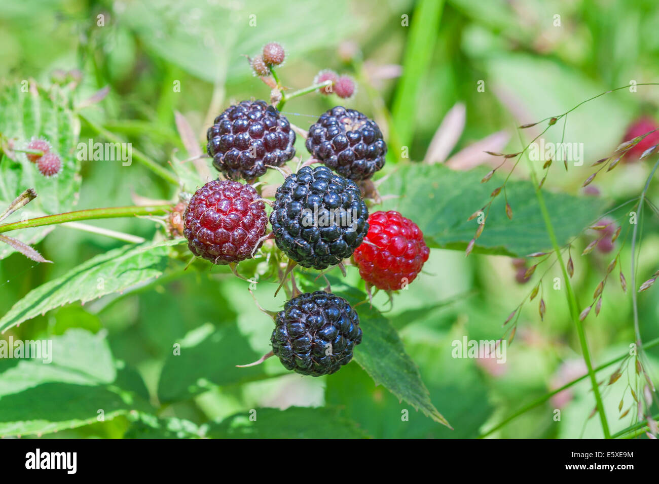 Bramble raspberries hi-res stock photography and images - Alamy