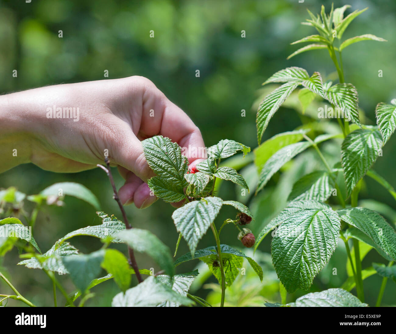 female hand picking wild raspberries in the woods Stock Photo - Alamy