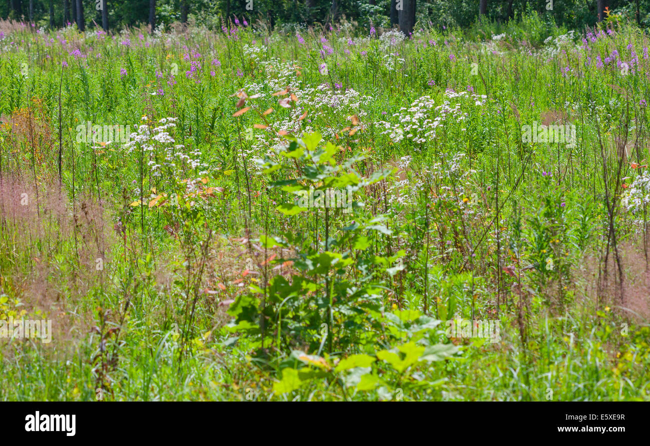 wild summer forest field with flowers Stock Photo - Alamy