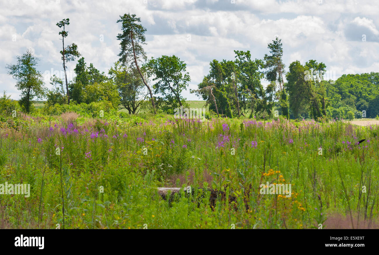 wild summer forest field landscape with flowers Stock Photo - Alamy