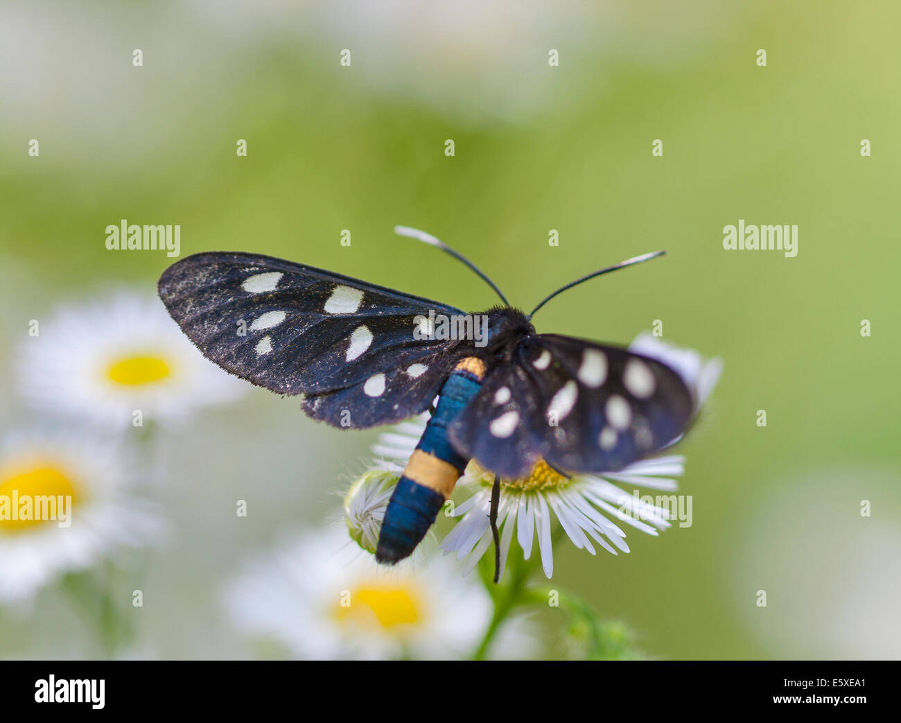 Black yellow orange butterfly hi-res stock photography and images - Alamy