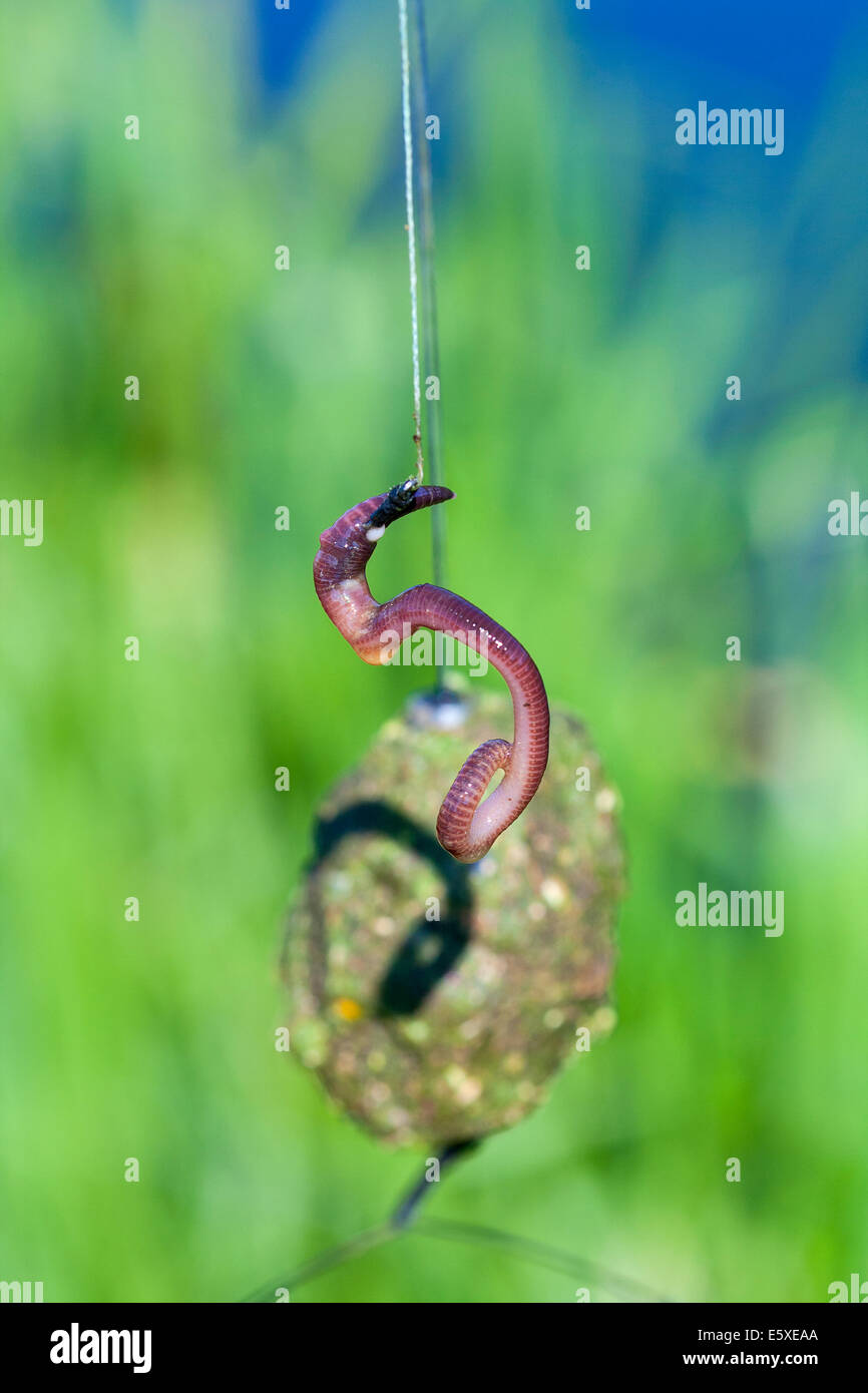 Hanging worm hi-res stock photography and images - Alamy