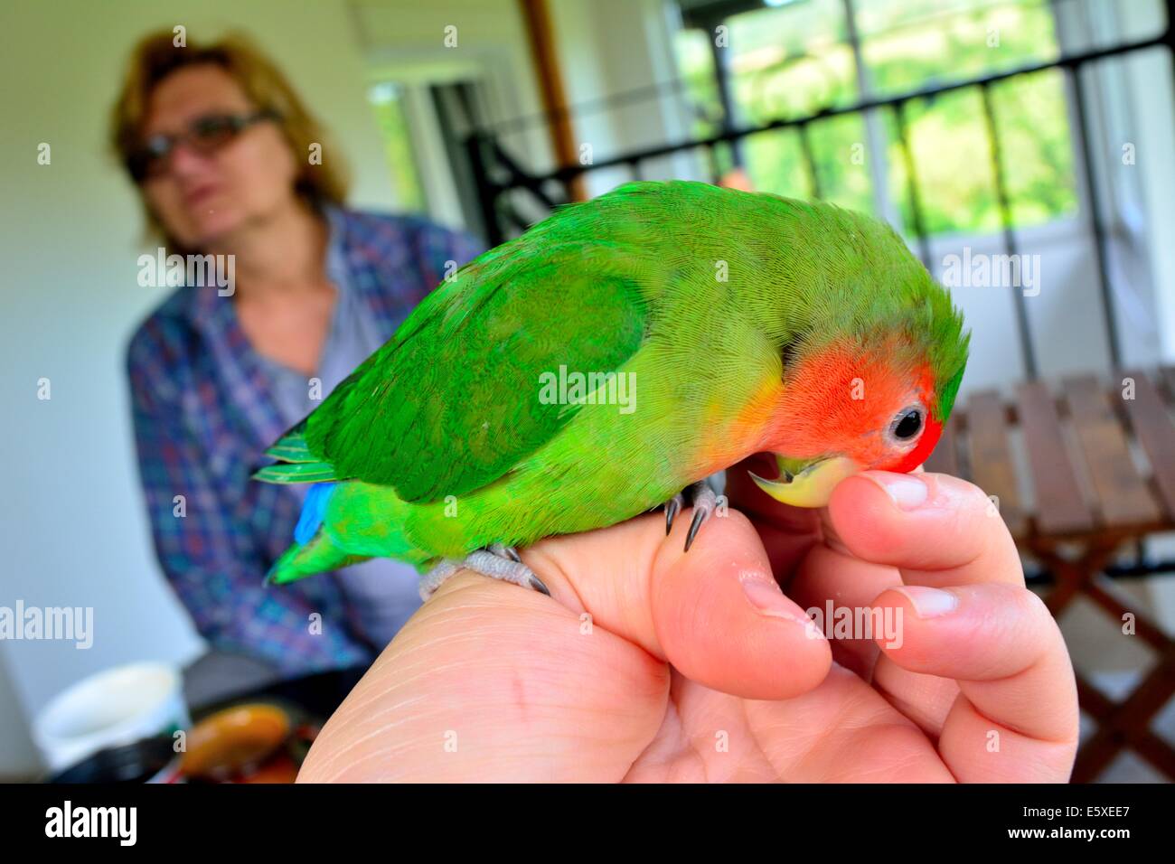 Parrot cuddling hi-res stock photography and images - Alamy