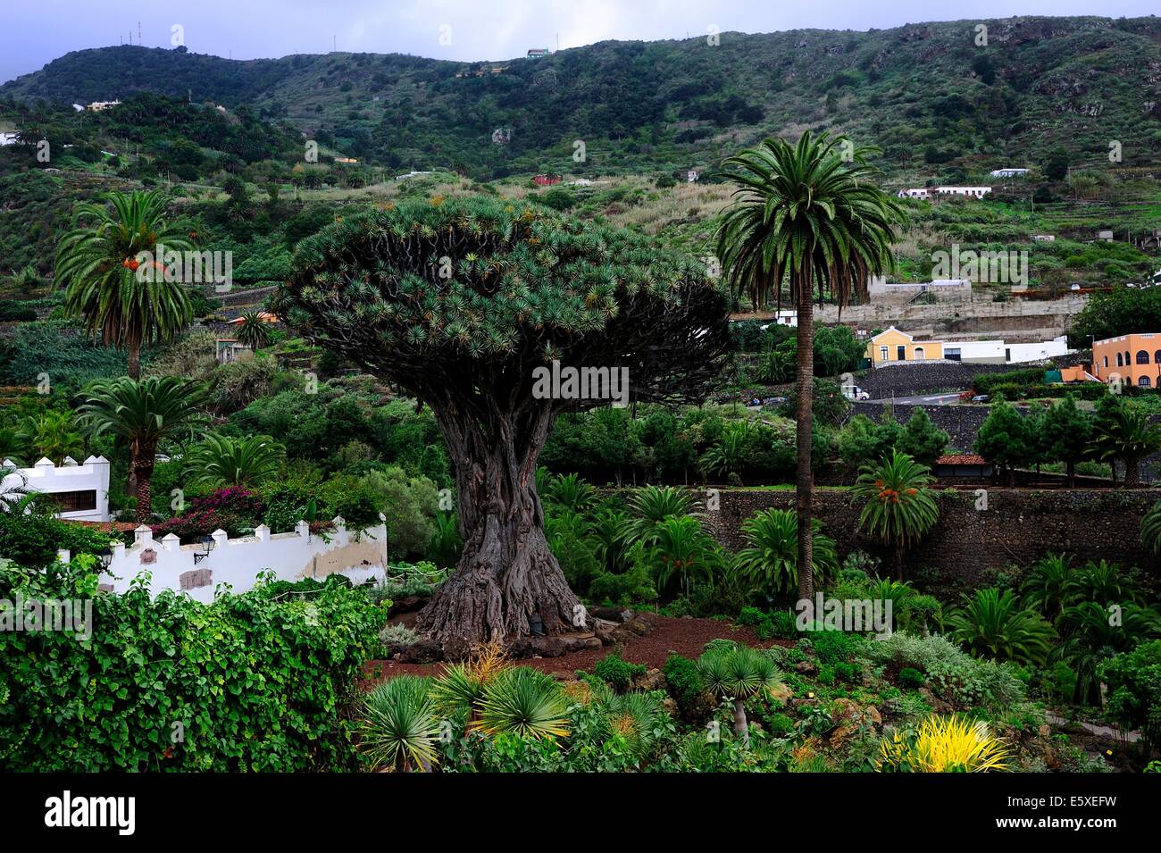 Large drago hi-res stock photography and images - Alamy