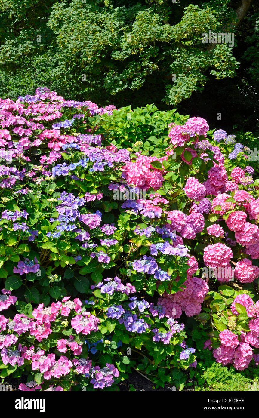 Hydrangeas in full bloom in the gardens of Westport House, County Mayo ...