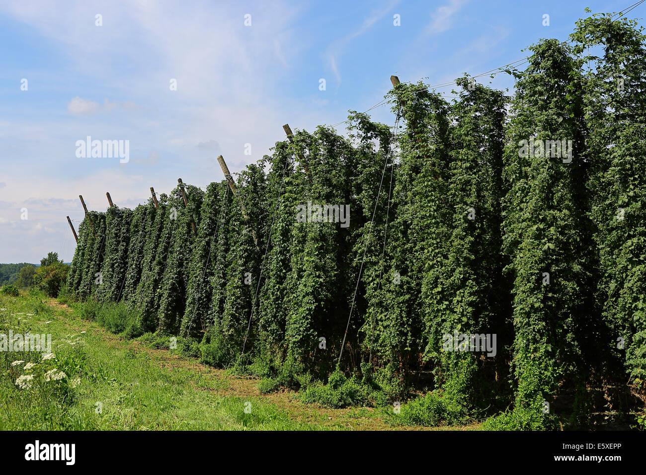 Cultivation of hops in a field in Bavaria, Germany Stock Photo - Alamy