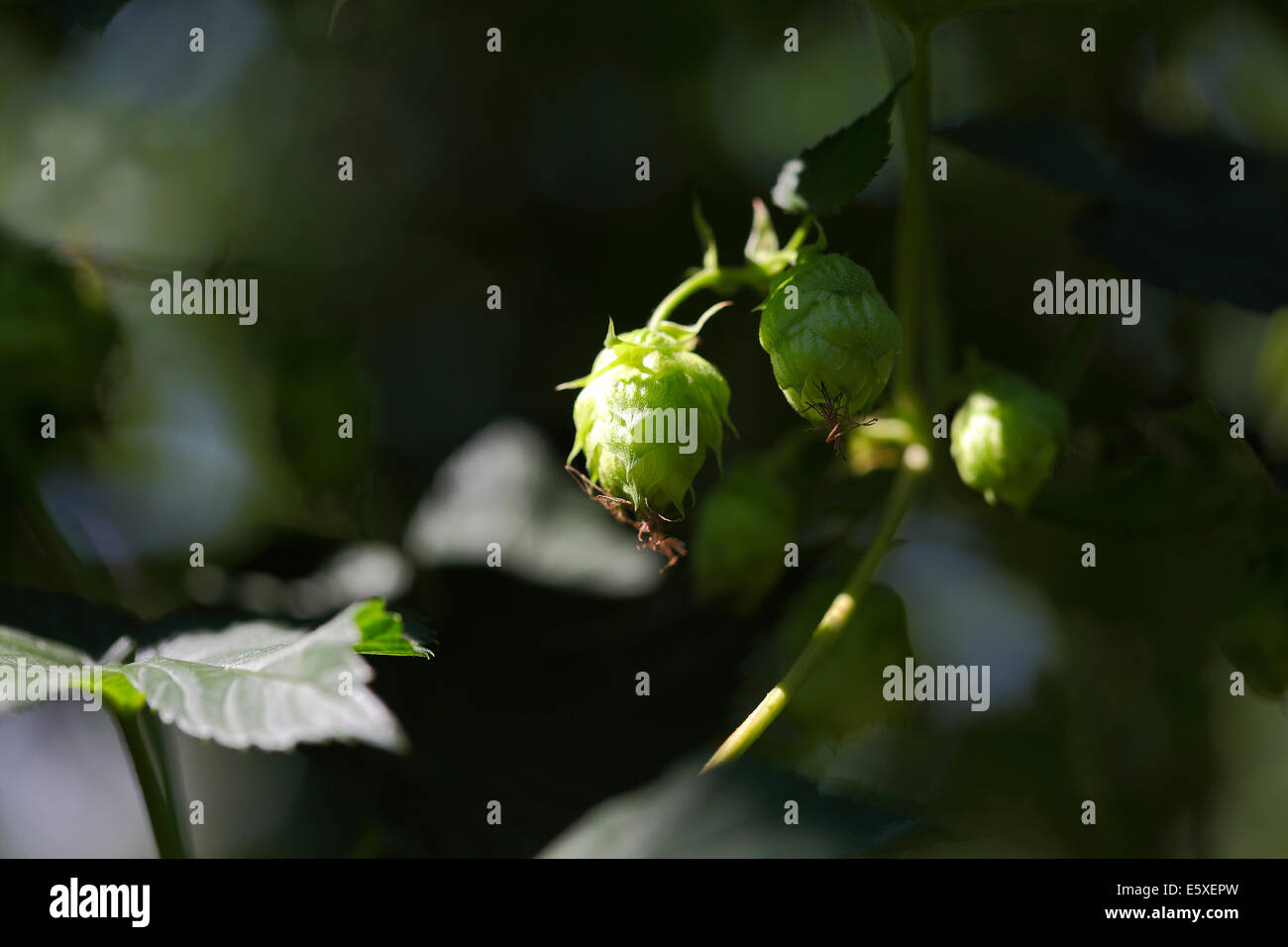 Cultivation of hops in a field in Bavaria, Germany Stock Photo - Alamy