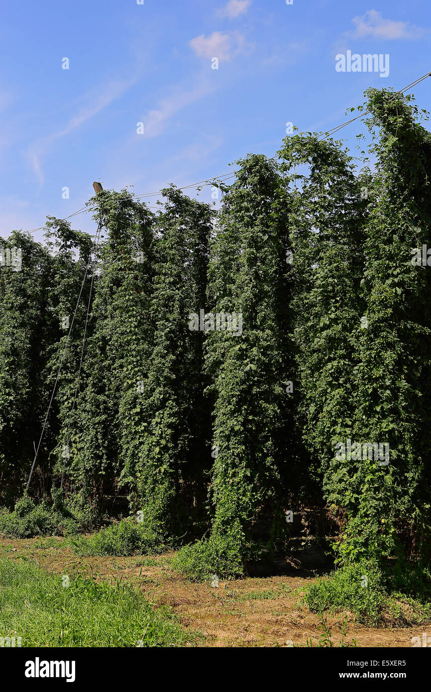 Cultivation of hops in a field in Bavaria, Germany Stock Photo - Alamy