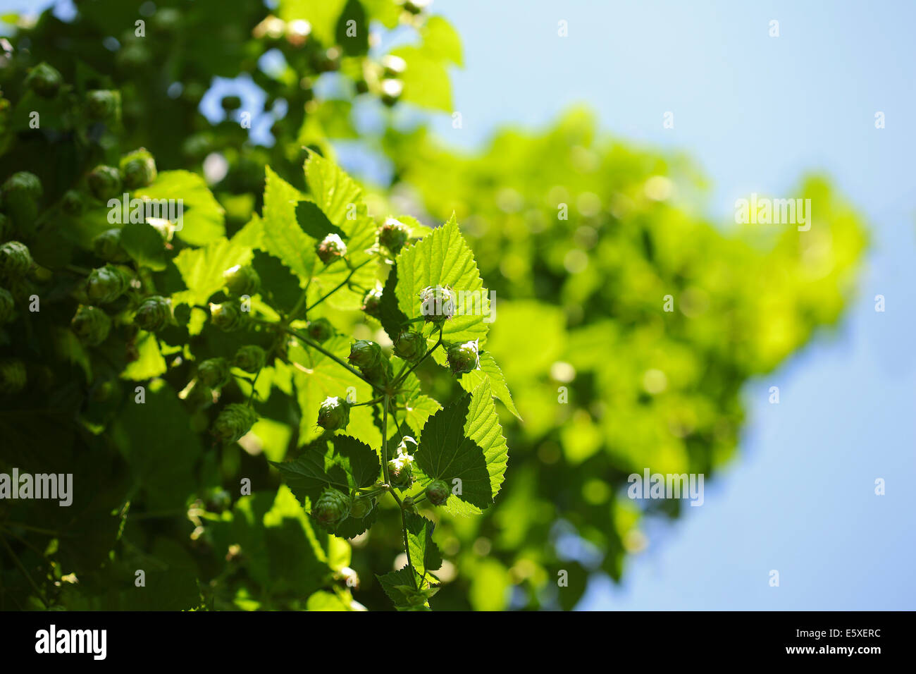 Cultivation of hops in a field in Bavaria, Germany Stock Photo - Alamy