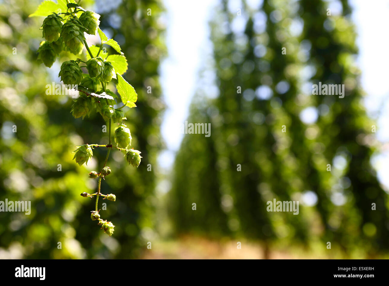 Cultivation of hops in a field in Bavaria, Germany Stock Photo - Alamy