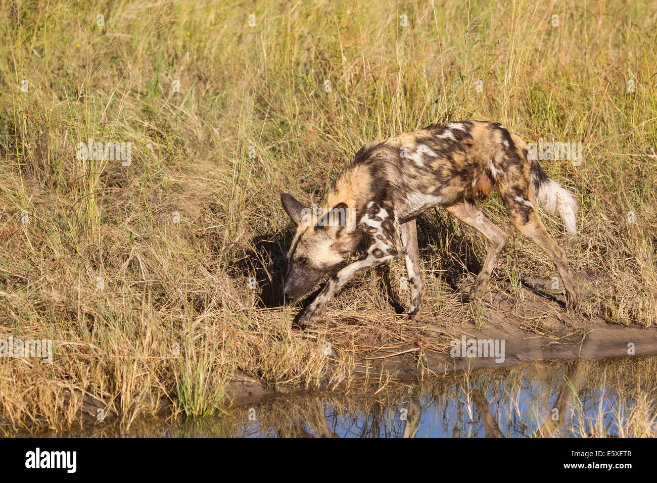 Creeping up hi-res stock photography and images - Alamy