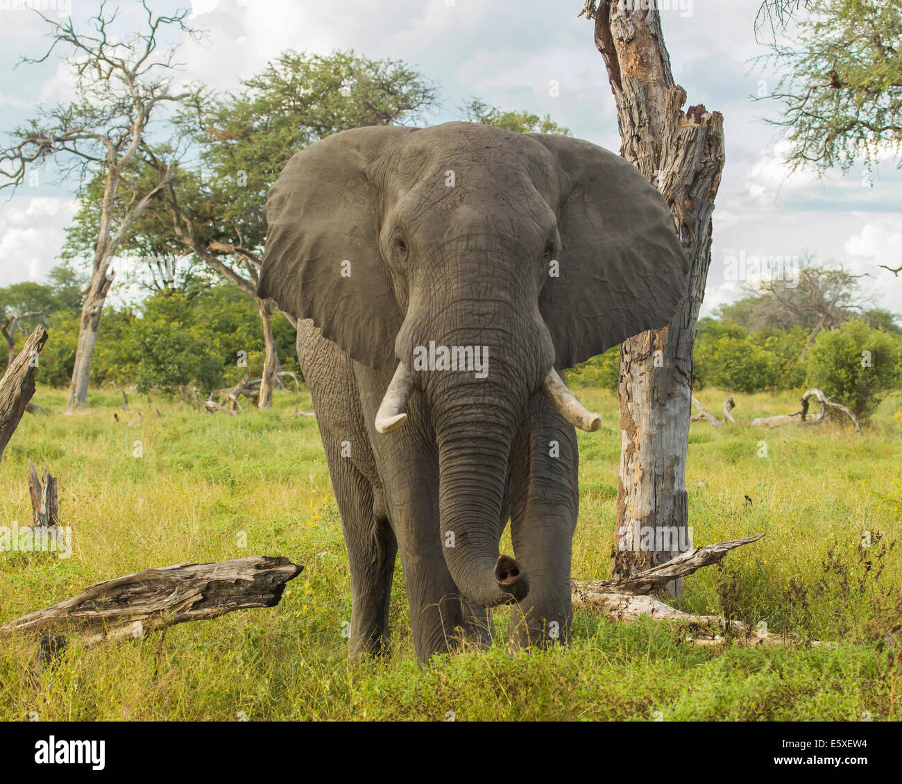 Curious elephant heading towards eg camera Stock Photo - Alamy