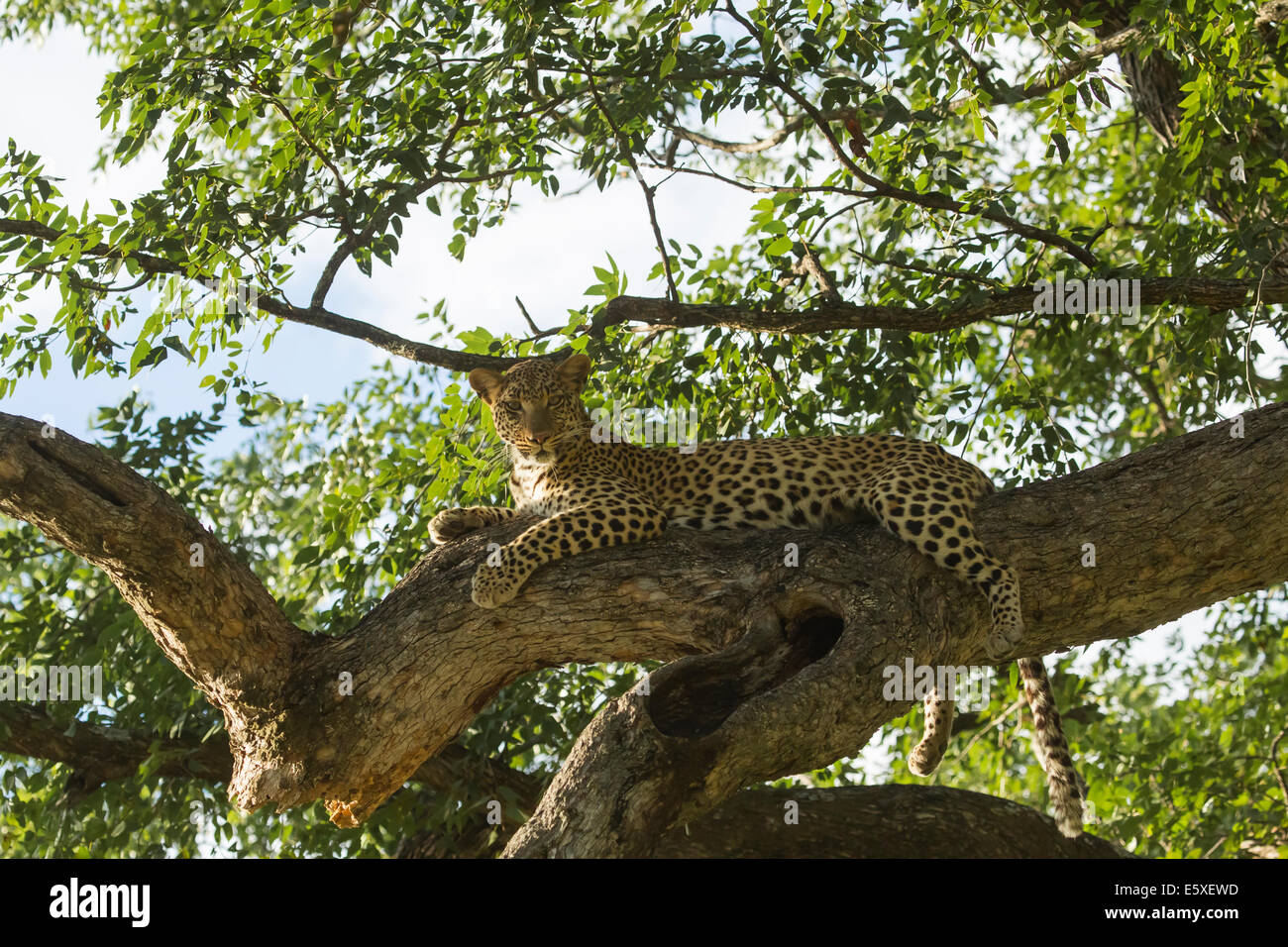Portrait of leopard reclining in tree in afternoon light Stock Photo ...