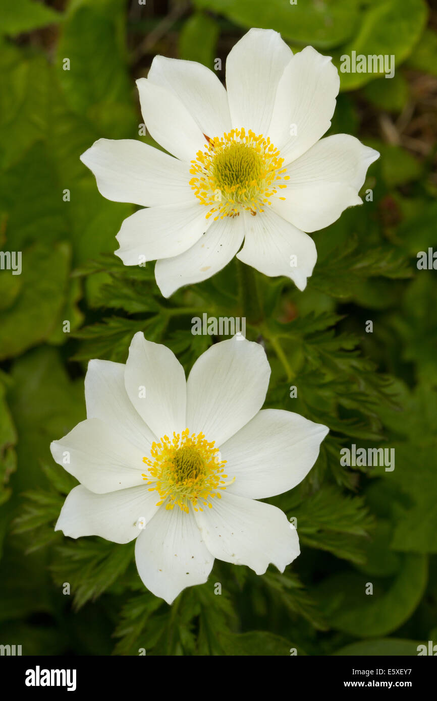 Alpine pasque flower hi-res stock photography and images - Alamy