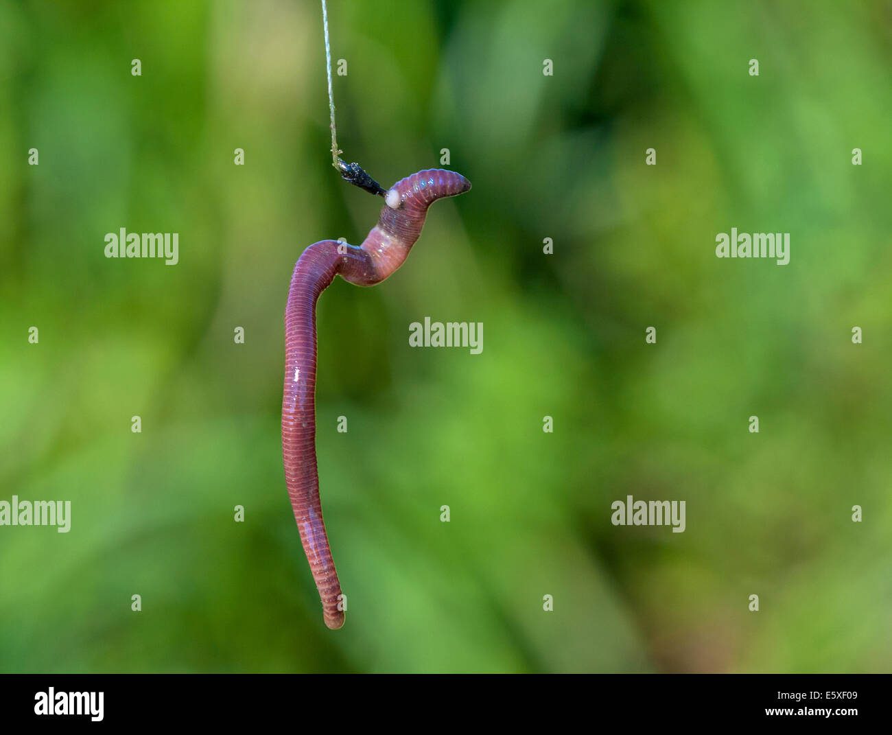Bait fishing worms hi-res stock photography and images - Alamy